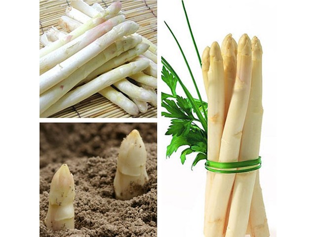 Špargla bela - Asparagus White (50 semenki)