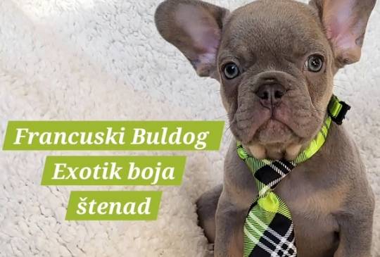 Francuski Bulldog štenci exotik boja