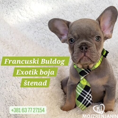 Francuski Bulldog štenci exotik boja