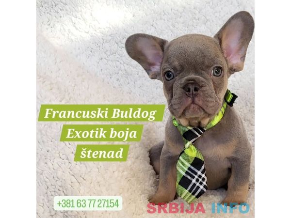Francuski Bulldog štenci exotik boja
