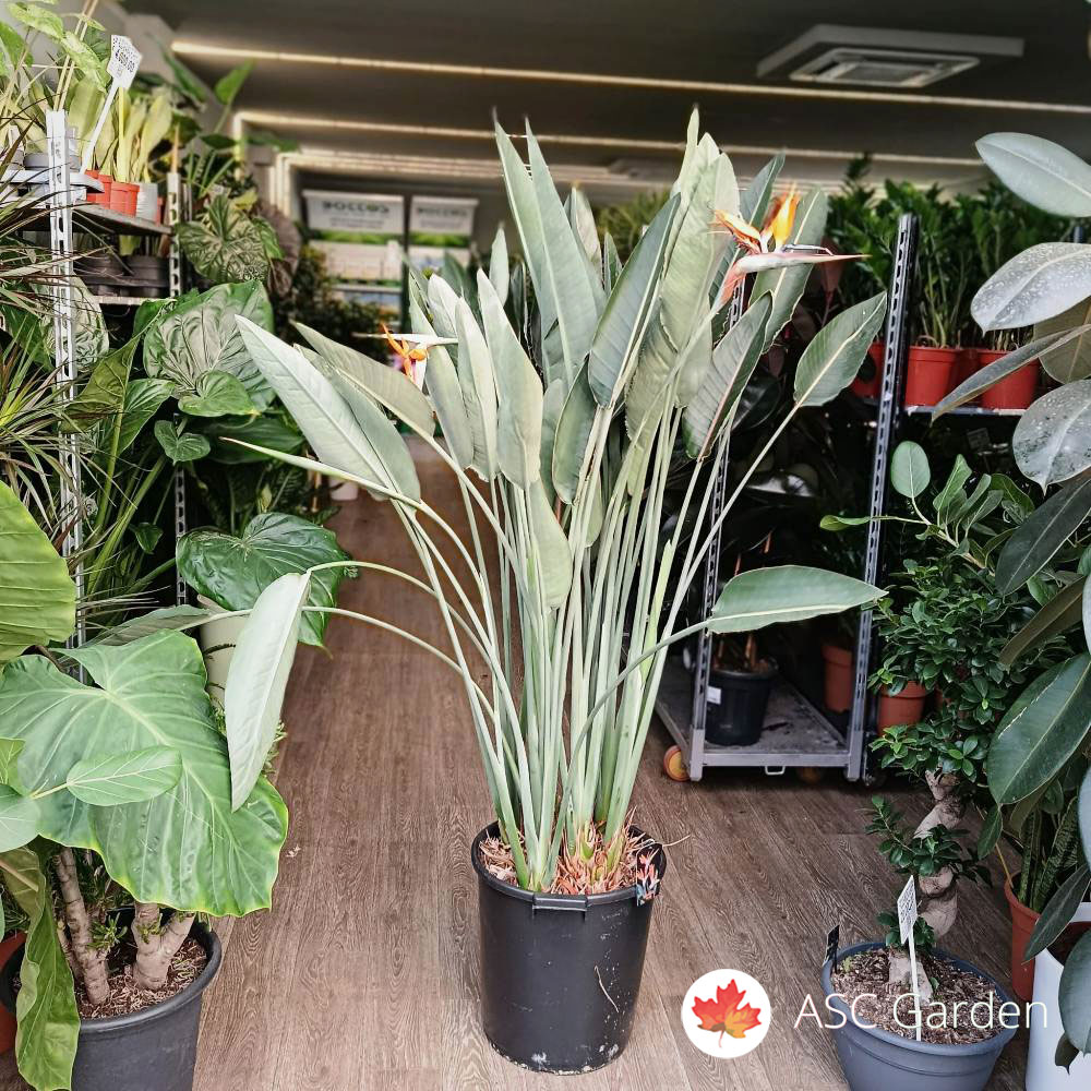 Strelitzia – Strelicija, Rajska ptica 150 cm