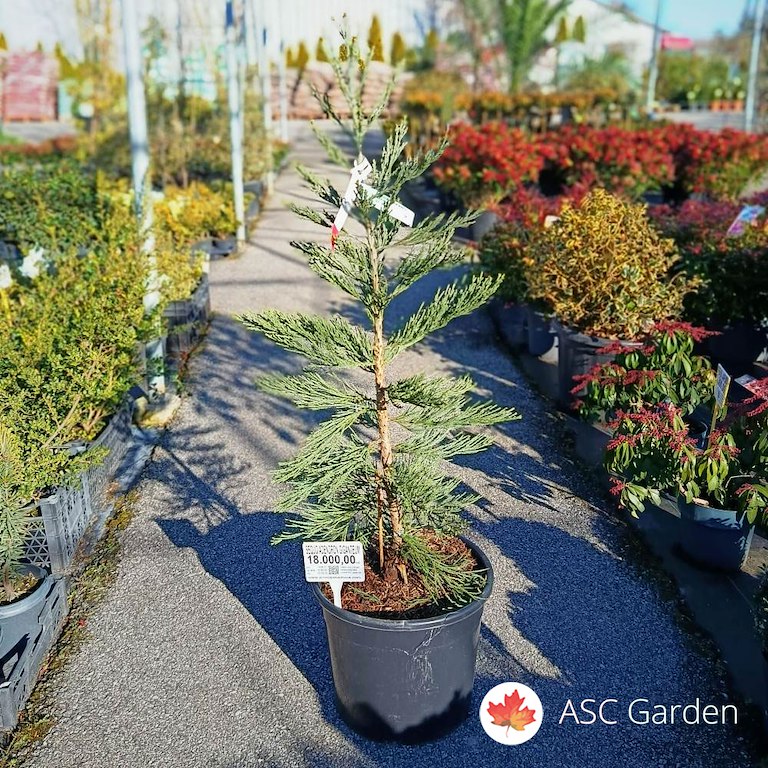 Sequoiadendron giganteum – 110 cm c35 lit