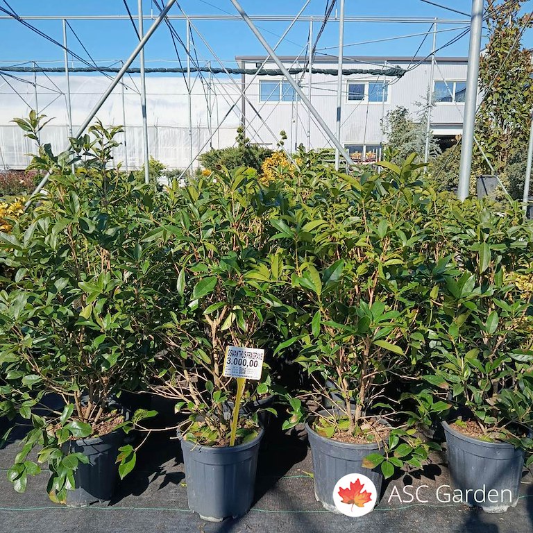 Osmanthus fragrans 70 cm