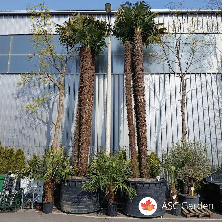 Lepezasta palma – Trachycarpus fortunei 4-5m