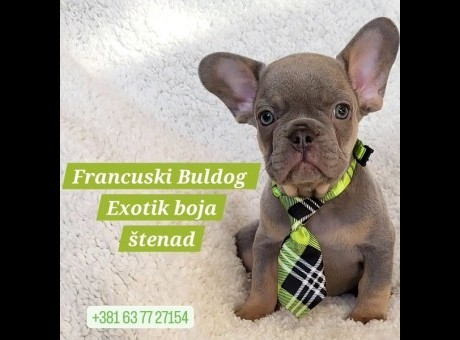 Francuski Bulldog štenci exotik boja