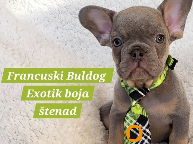 Francuski Bulldog štenci exotik boja