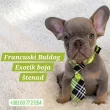 Francuski Bulldog štenci exotik boja