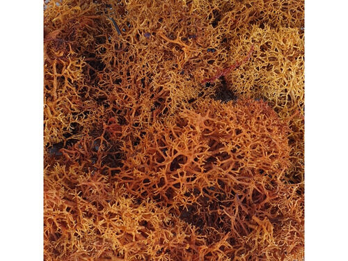 Aedes Ars 24040 Brown Moss