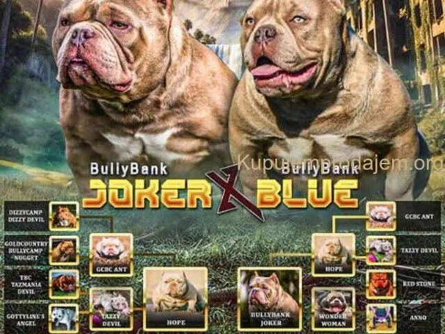 American Bully Ženka je stara 13 meseci, vrhunskog, izuzetnog porekla