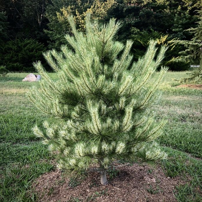 Pinus Densiflora Burk's Red Variegata - Šareni Japanski Crveni Bor
