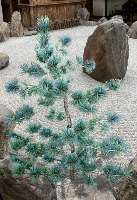 Pinus Parviflia Azumi Goye - Japanski Bor