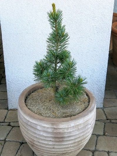 Pinus Parvifolia Shike-Shima - Japanski Bor
