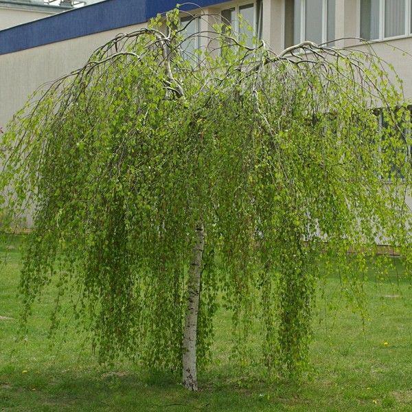 Betula Pendula Youngii - Padajuća Patuljasta Breza, visina kalema 1,2m