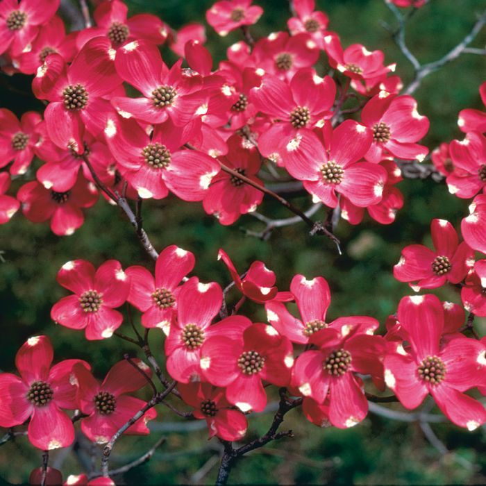 Cornus Florida Cherokee Red Giant - Japanski Dren