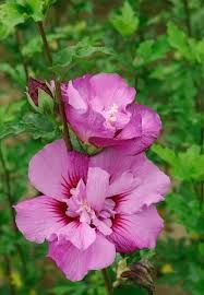Hibiscus Syriacus Tahiti - Drvenasti Hibiskus