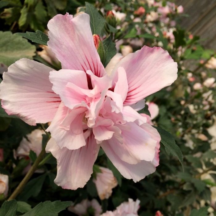 Hibiscus Syriacus Verosa - Drvenasti Hibiscus