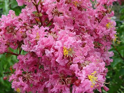Lagerostroemia Indica Sioux ● P30 ● 100-120cm