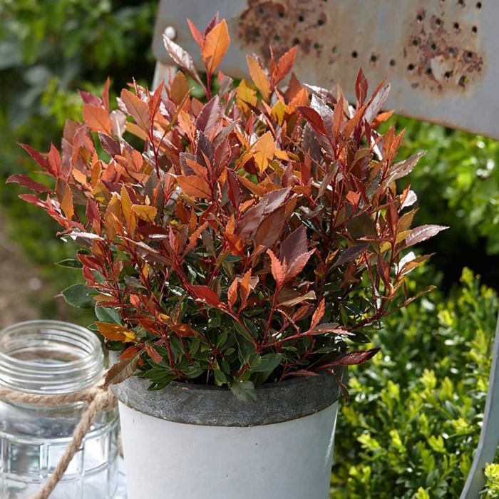 Photinia Fraseri Chico - Mini Fotinija
