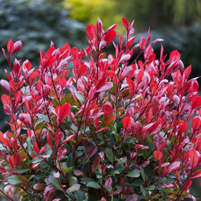 Photinia Fraseri Devil's Dream - Fotinija