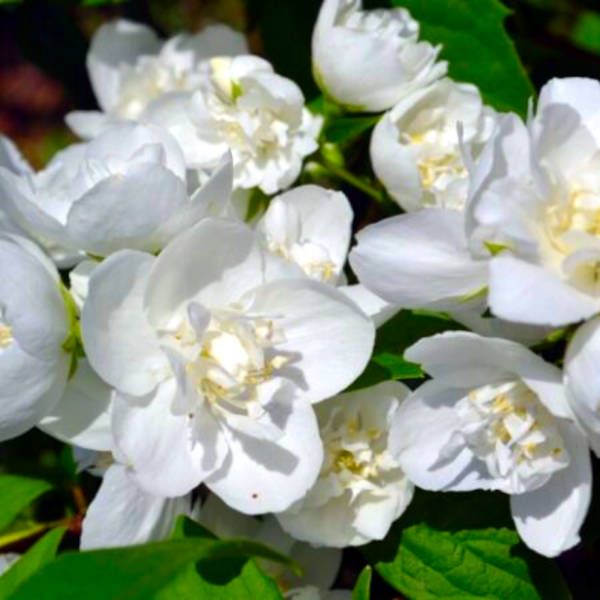 Phyladelphus Snow Bouquet - Vrtni Jasmin
