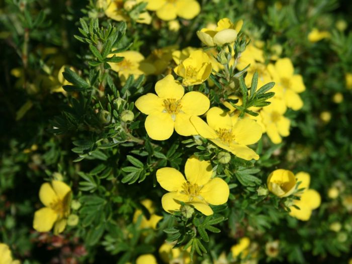 Potentilla Fruticosa Goldteppich - Petolist