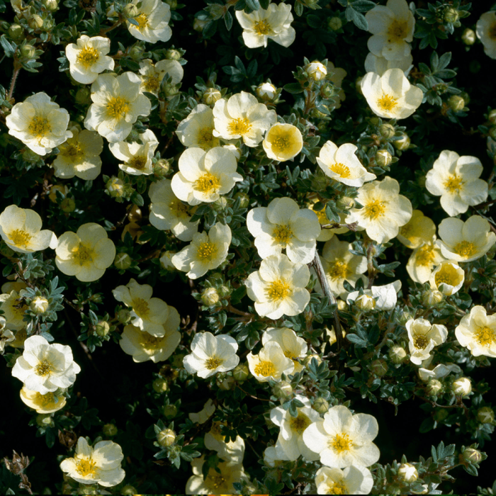 Potentilla Fruticosa Tilford Cream - Potentila