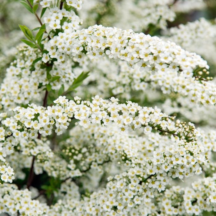 Spiraea Arguta - Suručica