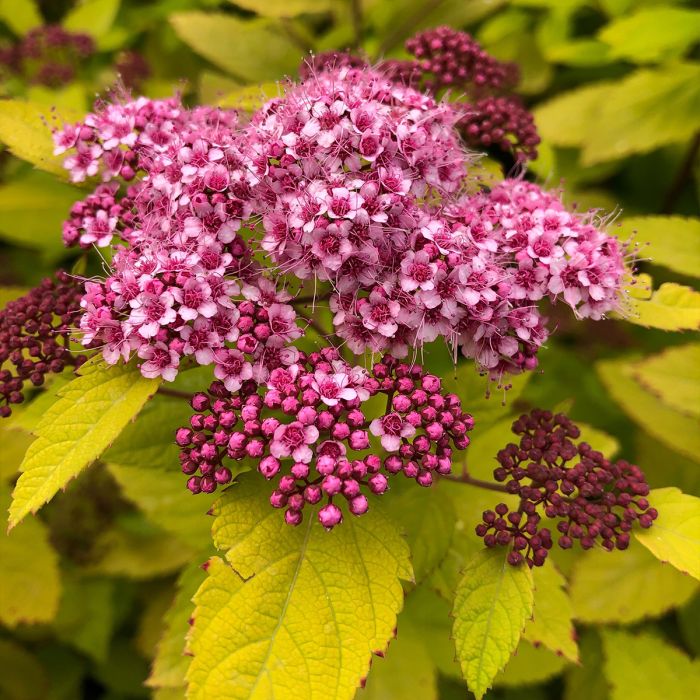 Spiraea Japonica Double Play Big Bang - Suručica