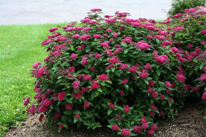 Spiraea Japonica Double Play Red - Suručica