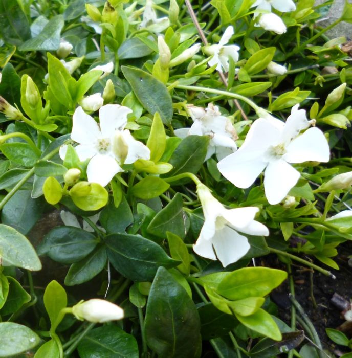 Vinca Minor Alba - Vinka