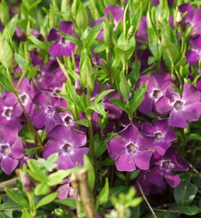 Vinca Minor Atropurpurea - Vinka