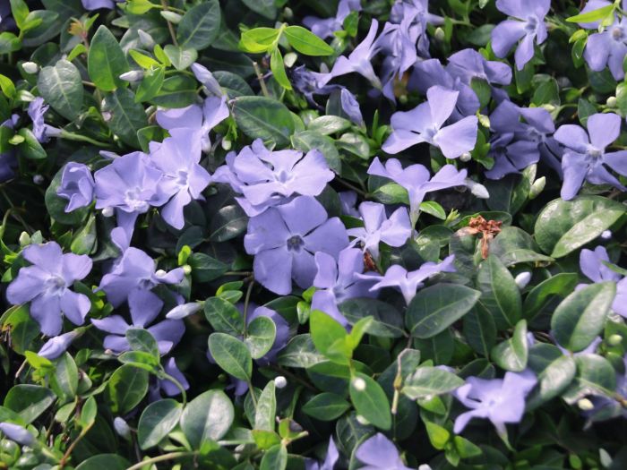 Vinca Minor Josefine -Vinka