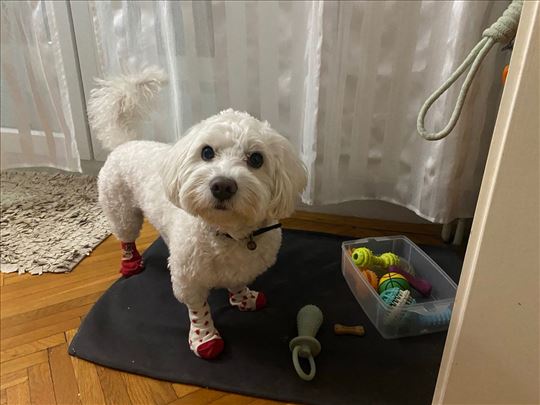 Maltipoo muzjak za parenje