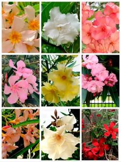OLEANDER MIX BOJA - 30 SEMENA