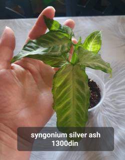 Syngonium silver ash