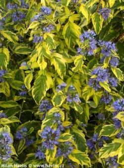 Caryopteris