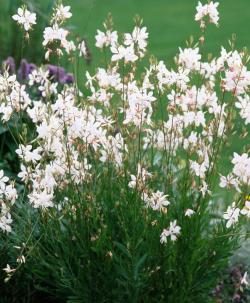 GAURA -Gaura lindheimeri - bele boje