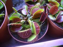 Dionaea muscipula /TIGER FANGS/ biljka