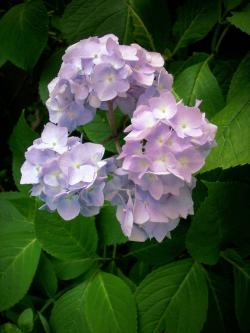Hortenzija - Blue Hydrangeas 1 god.