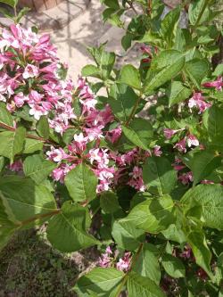 Vejgela Weigela florida - roze