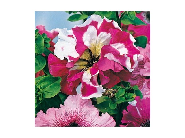 Petunia Hybrida Superbissima Mix (1500 semenki)