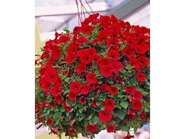 Petunia Crvena - RED (3000+ semenki)