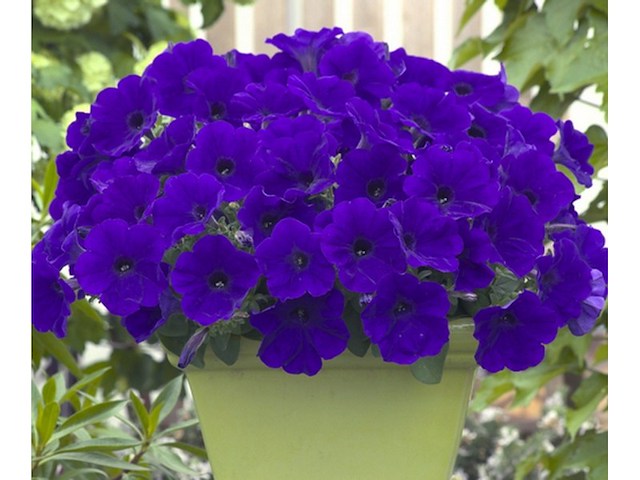 Petunia Plava - Blue (3000+ semenki)