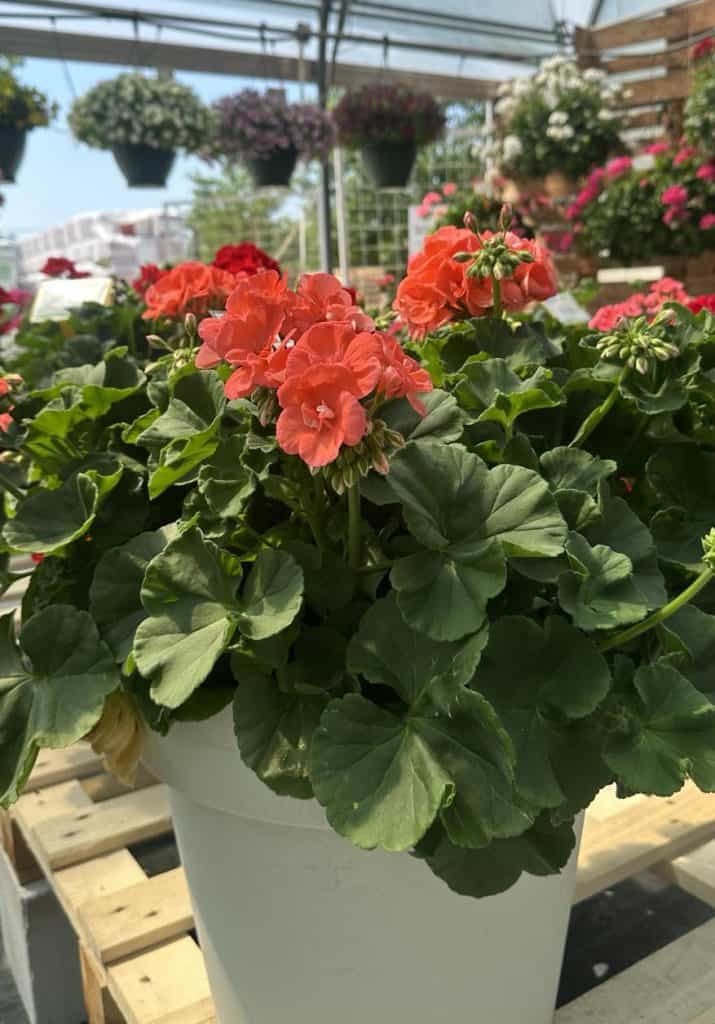 Muškatla Salmon kaliopa - Pelargonium 'Calliope Salmon'