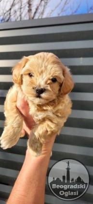 Maltipoo musko stene