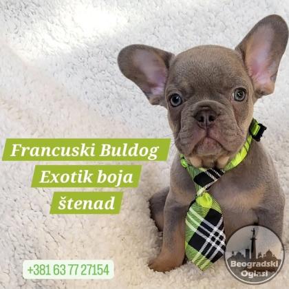 Francuski Bulldog štenci exotik boja