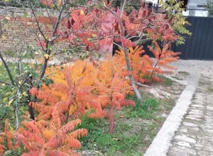 Prodaja Kuća - Bečej