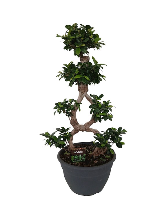 Fikus bonsai