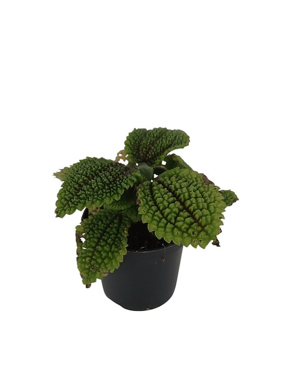 Pilea mollis