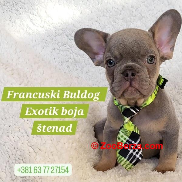 Francuski Bulldog štenci exotik boja